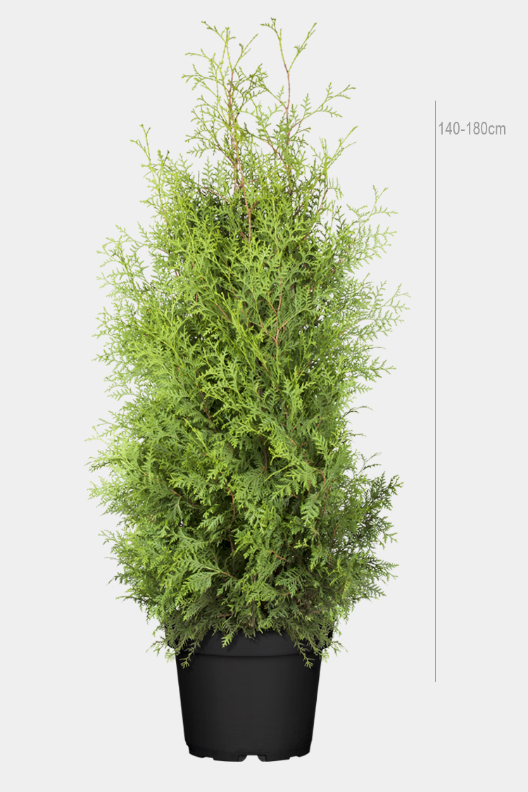 Tuja brabant: Eviggrønn norsk hekk - Tuja.no